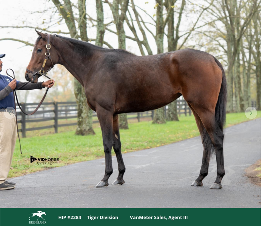 Thorough Crowd - Tiger Division Horse Profile