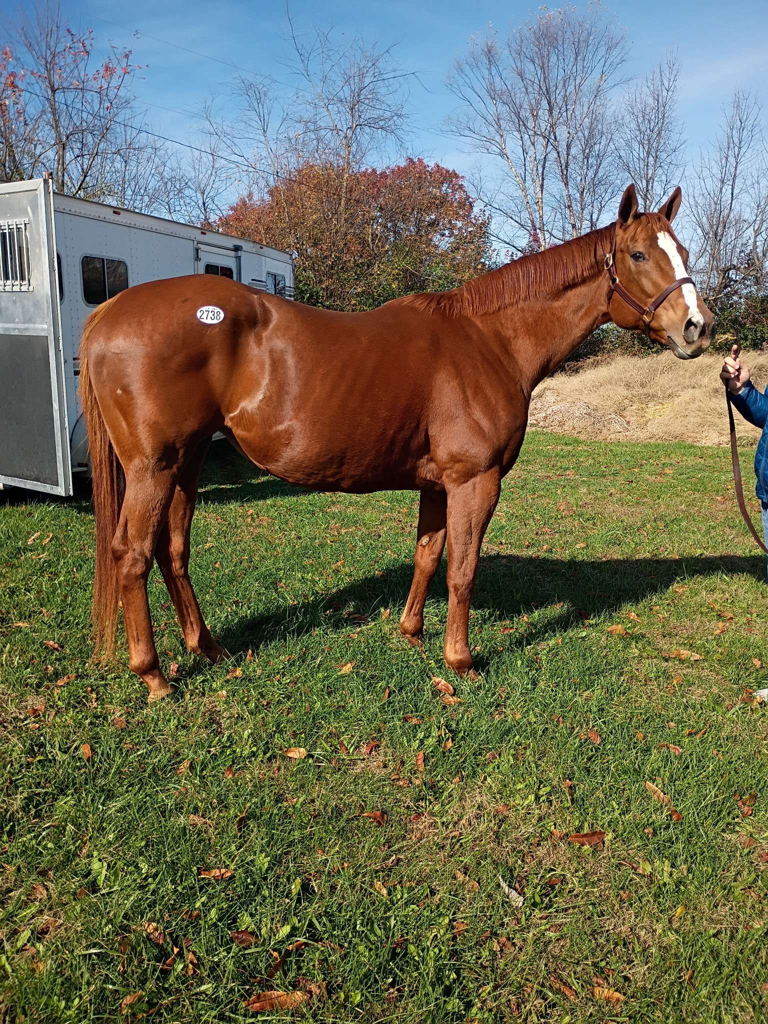 Thorough Crowd - Away to Return Horse Profile